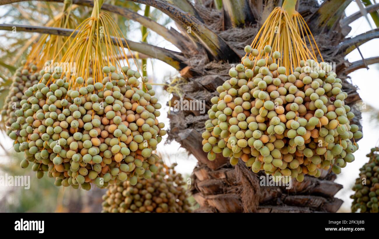 Background image of date plantation in the middle east. Date plantation ...