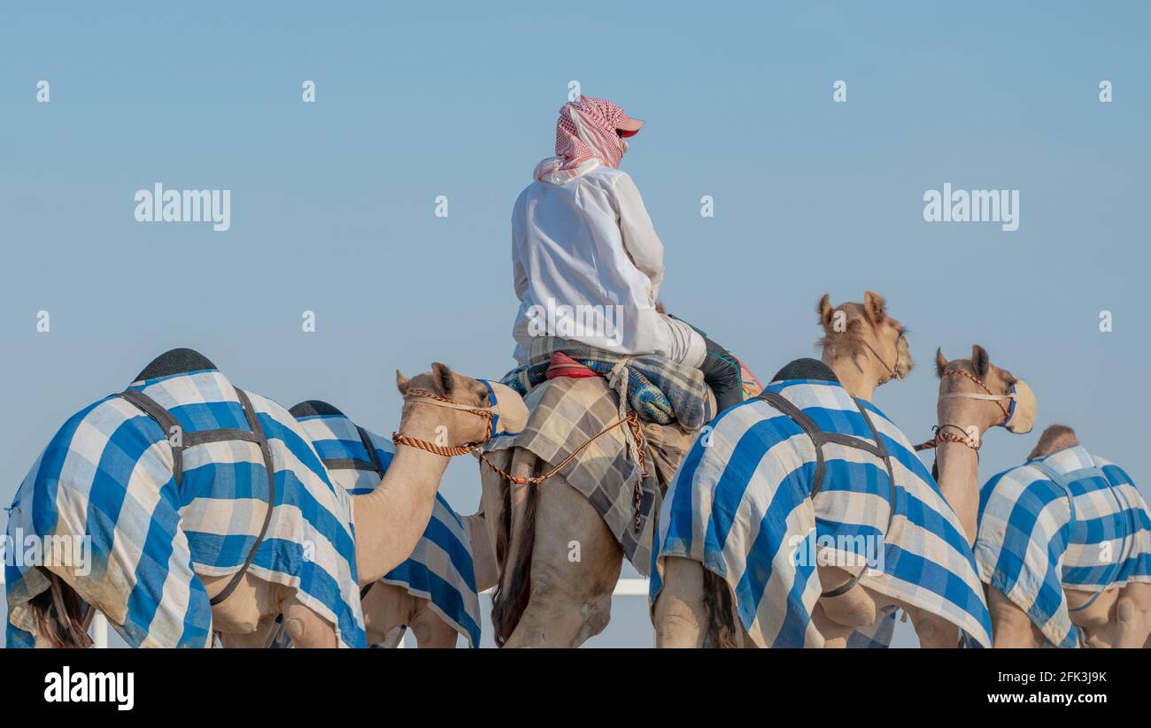 Jockeys taking the camels for walk in the camel race tracks Stock Photo ...