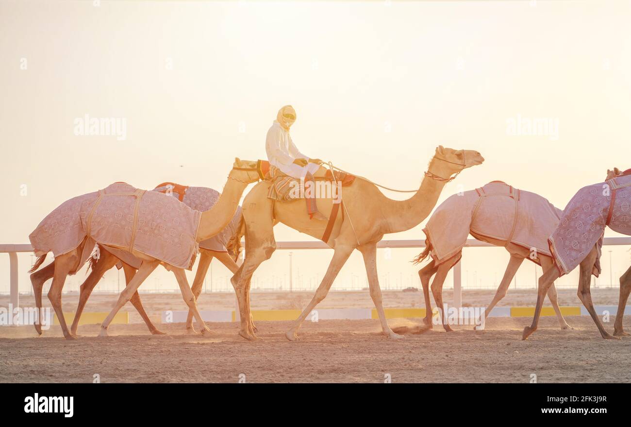 Jockeys taking the camels for walk in the camel race tracks Stock Photo ...