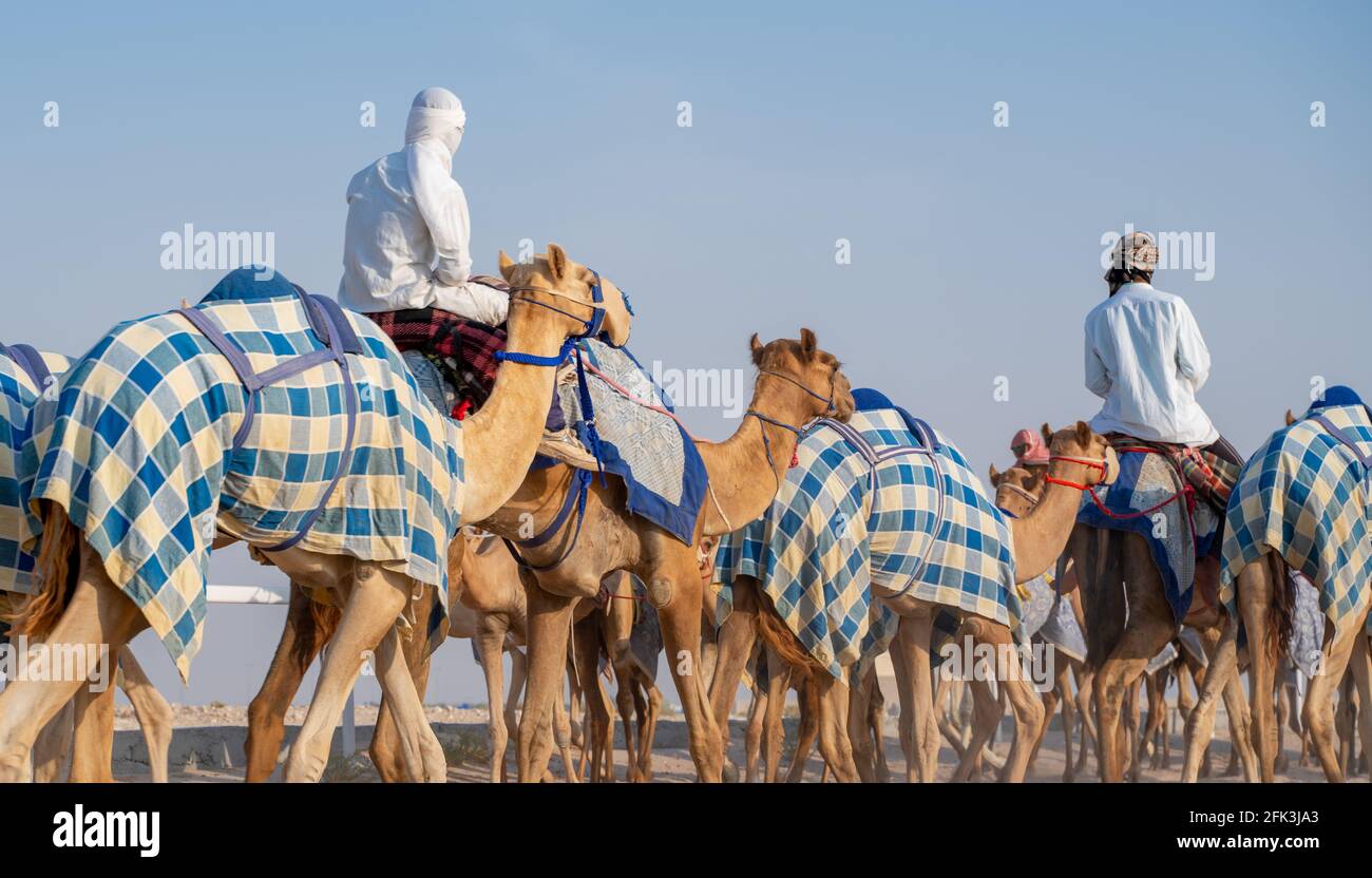 Jockeys taking the camels for walk in the camel race tracks Stock Photo ...