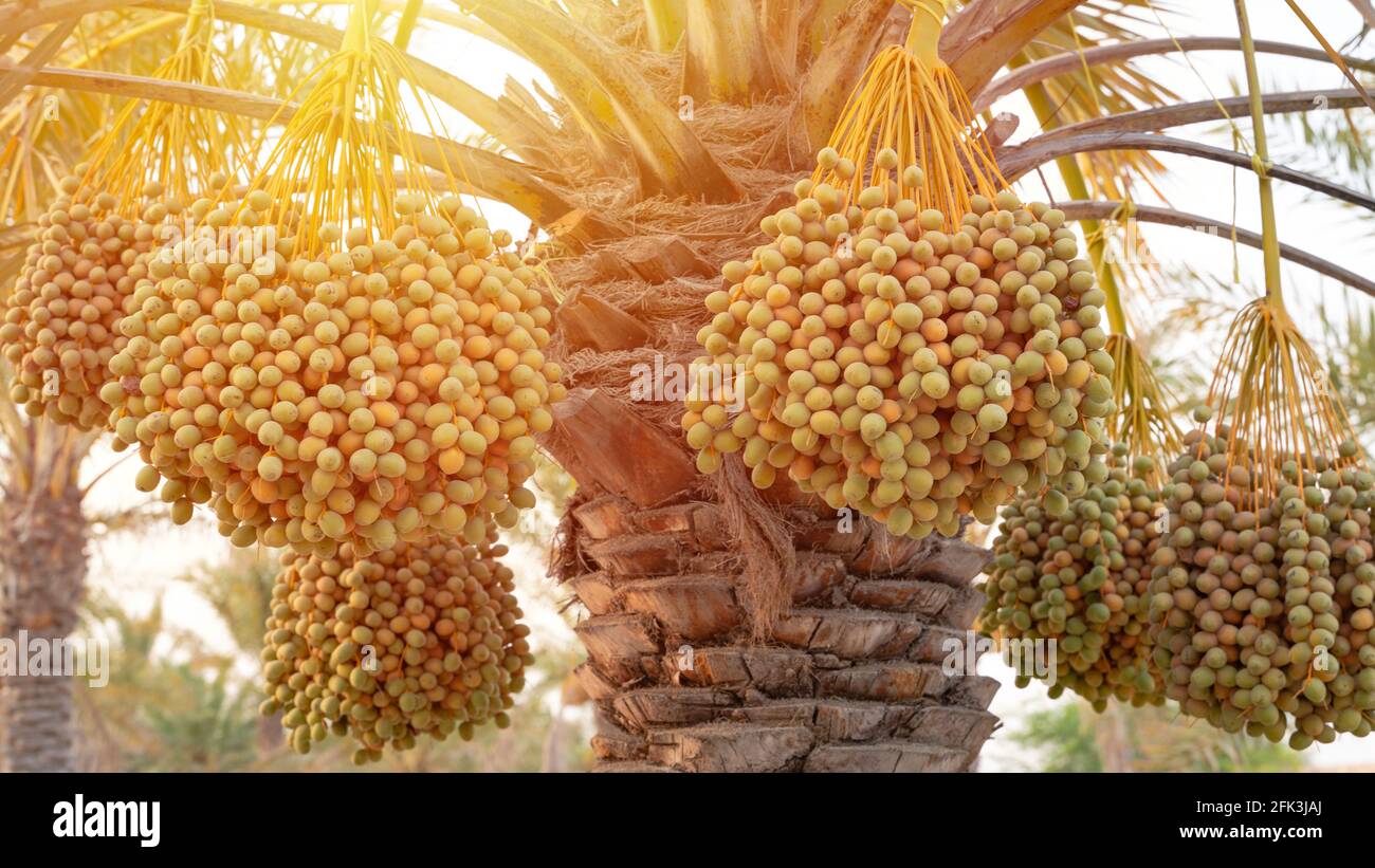 Background image of date plantation in the middle east. Date plantation ...