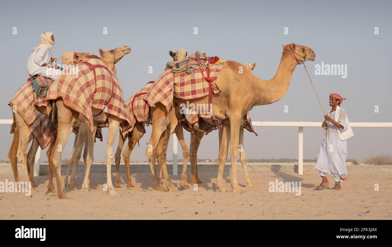 Jockeys taking the camels for walk in the camel race tracks Stock Photo ...