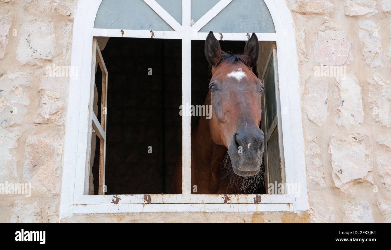 Beautiful horse peeks out the window in a stable. Horse stable Stock ...
