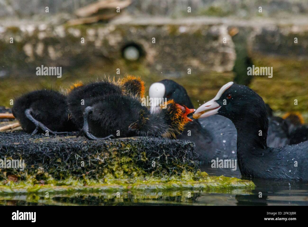Wapping Canal, London, UK. 28th April 2021. Family breakfast time as a ...