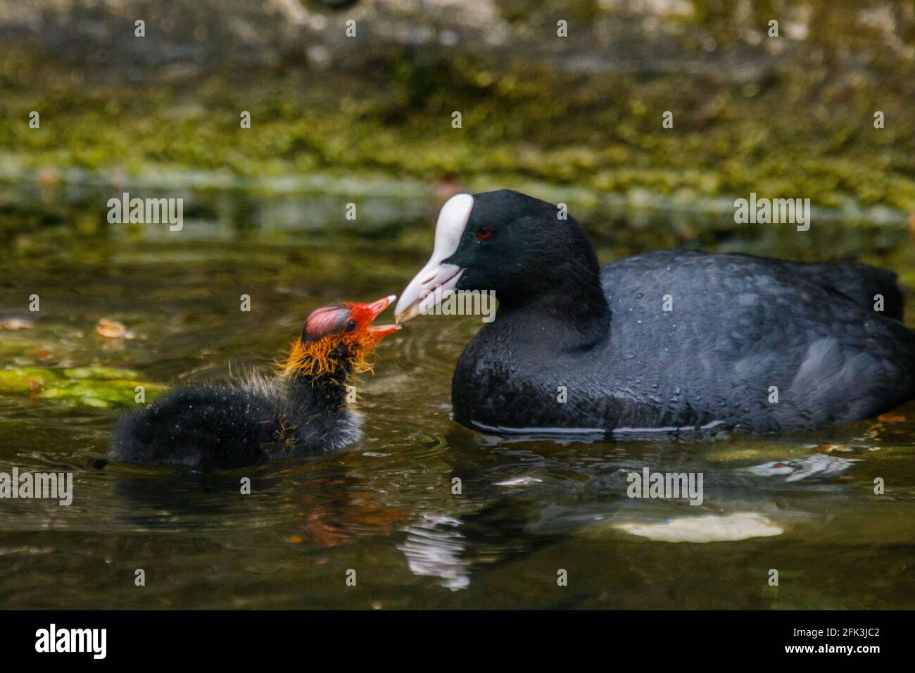 Wapping Canal, London, UK. 28th April 2021. Coot feeding it's baby ...