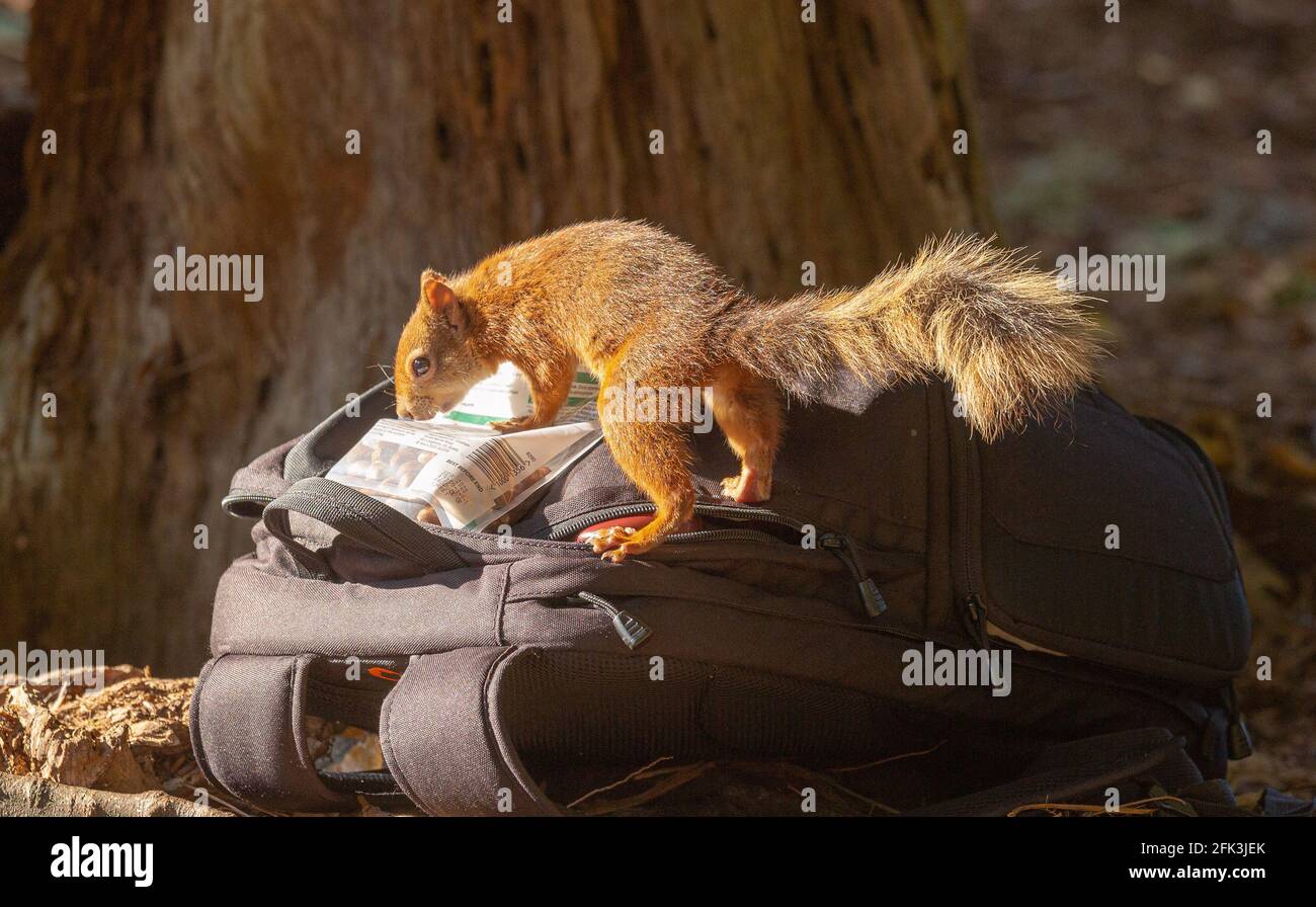 Squirrels Feet High Resolution Stock Photography and Images - Alamy