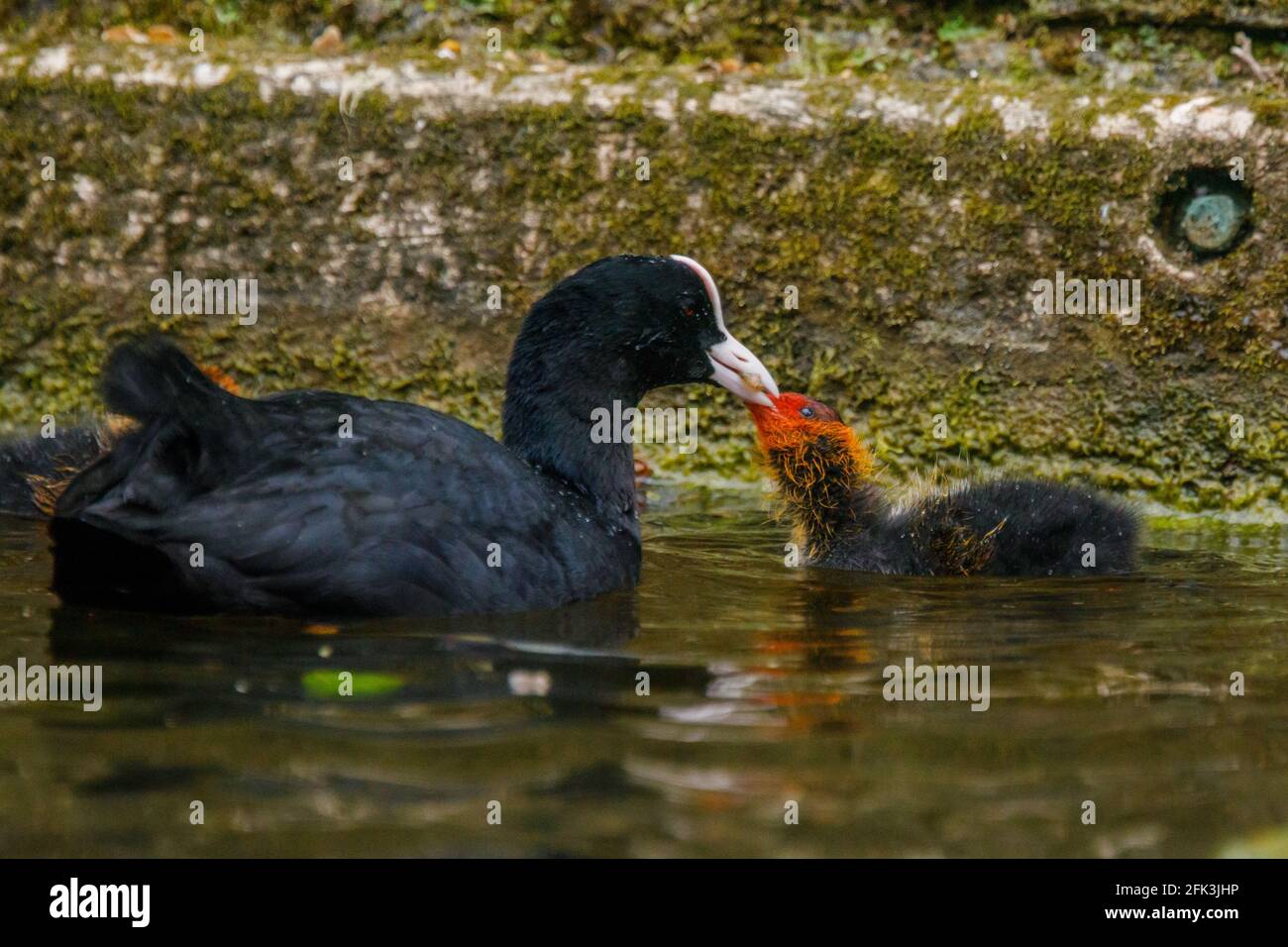 Wapping Canal, London, UK. 28th April 2021. Coot feeding it's baby ...