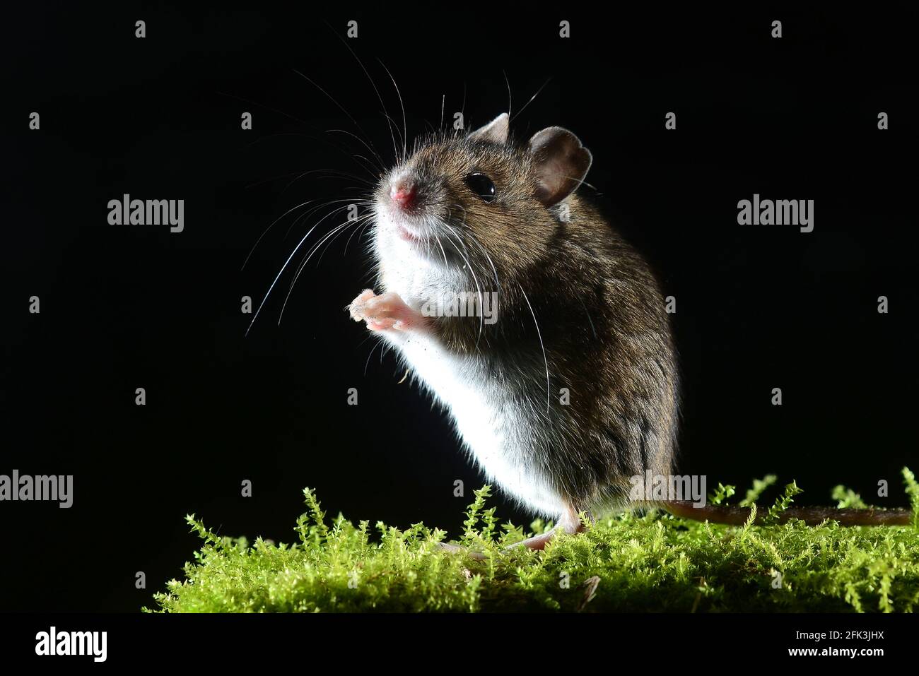Apodemus sylvaticus field mouse hi-res stock photography and images - Alamy