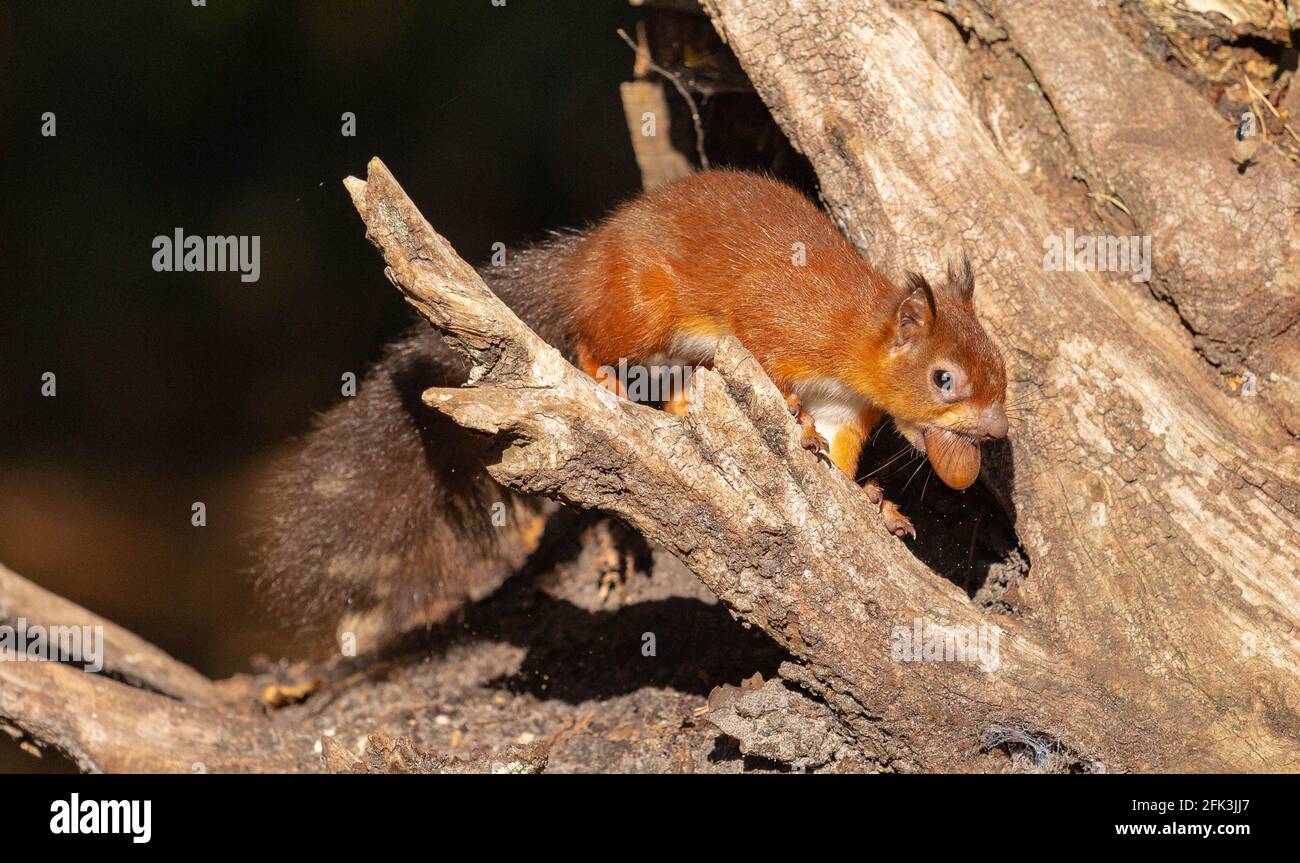 Squirrels Feet High Resolution Stock Photography and Images - Alamy
