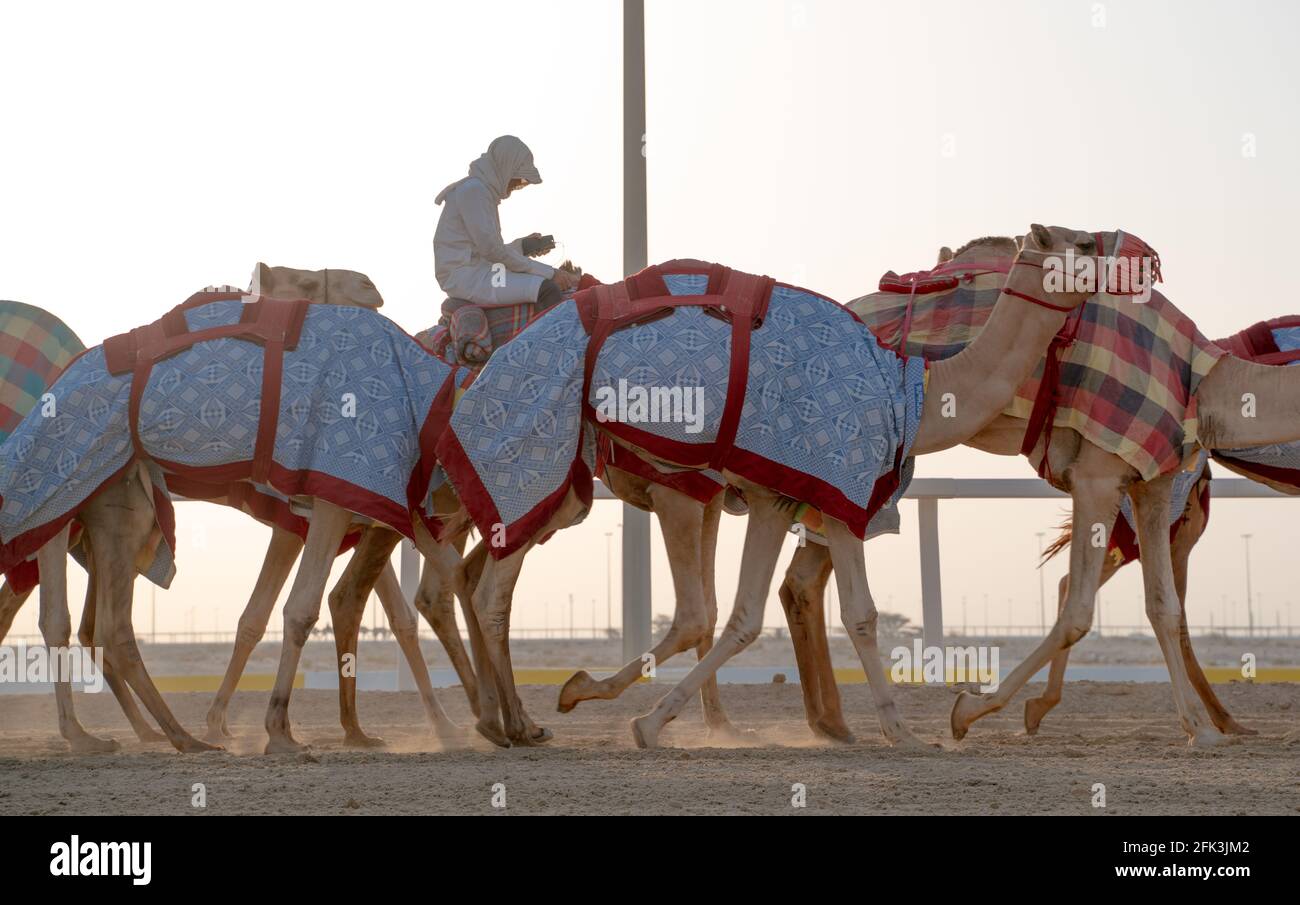 Jockeys taking the camels for walk in the camel race tracks Stock Photo ...