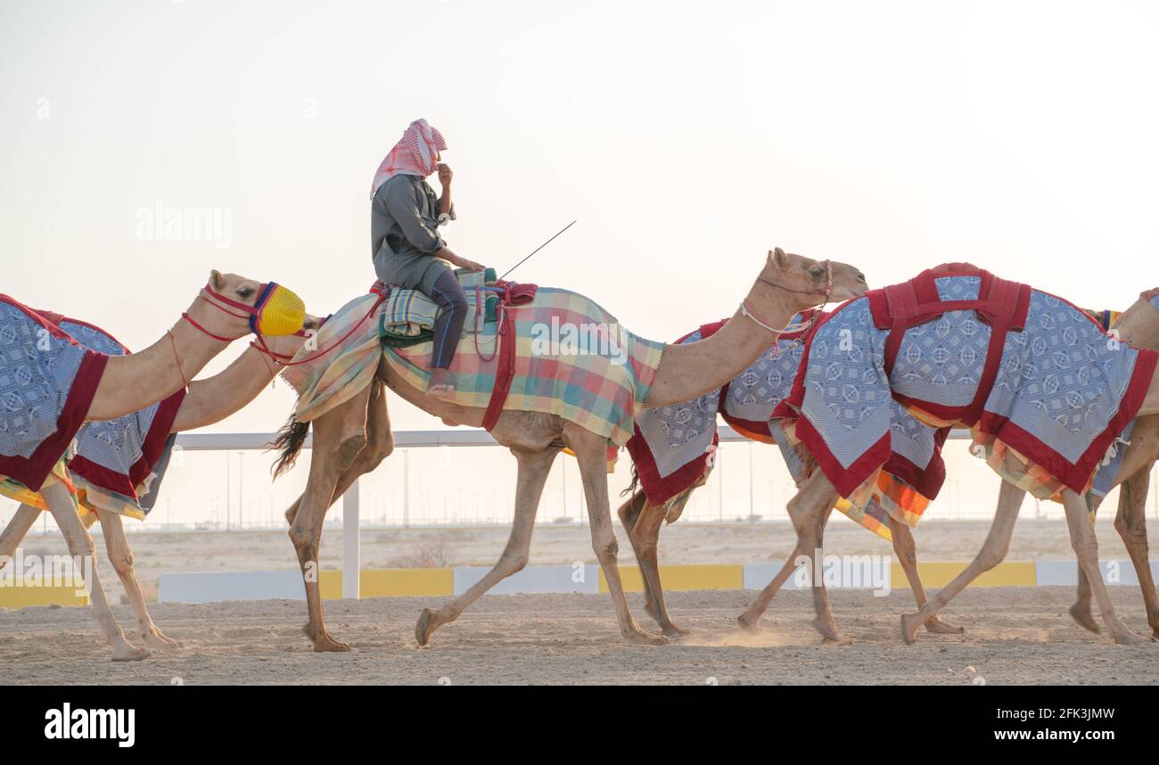 Jockeys taking the camels for walk in the camel race tracks Stock Photo ...