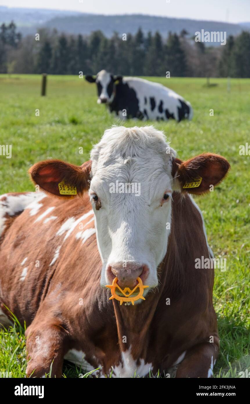 White beef cattle hi-res stock photography and images - Alamy