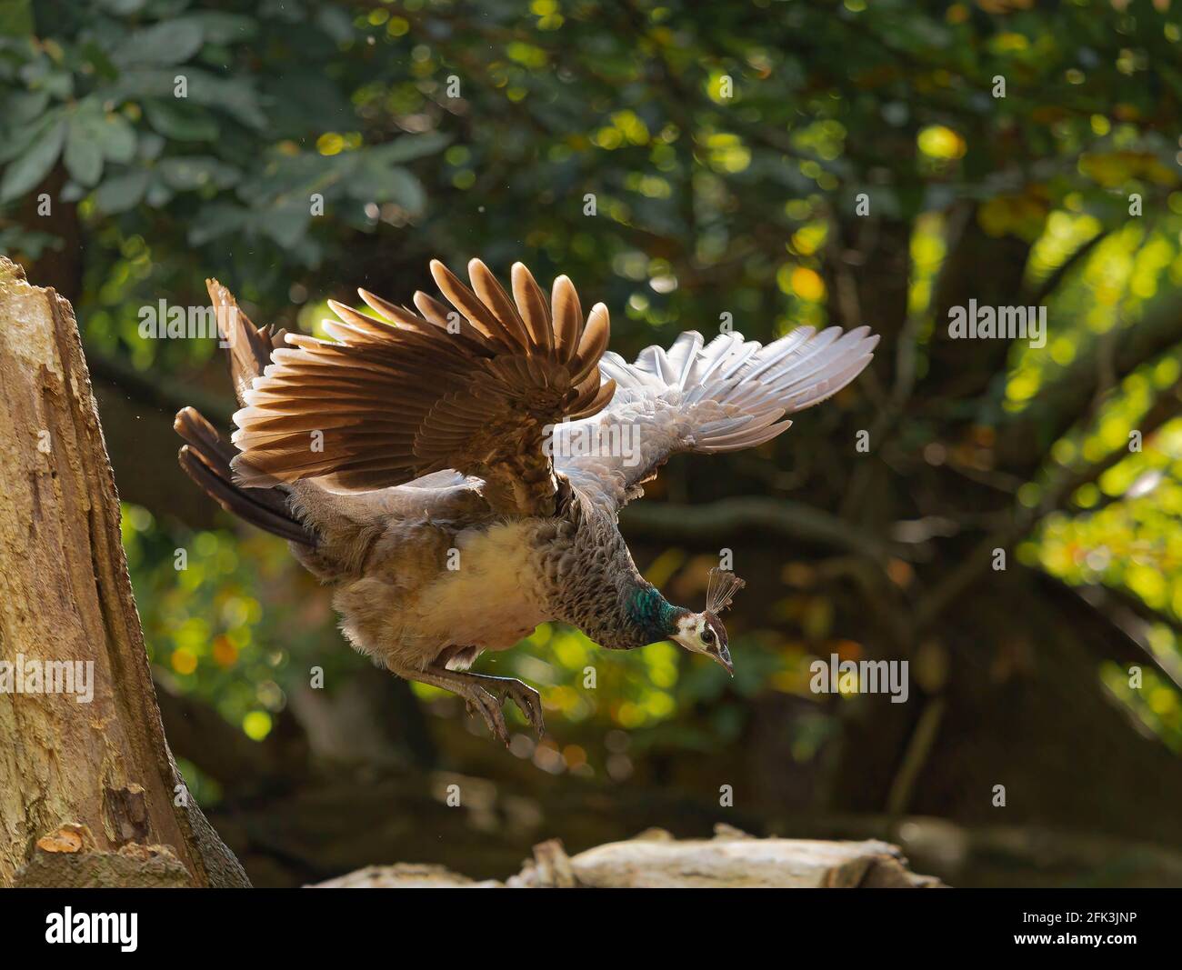 Squirrels Feet High Resolution Stock Photography and Images - Alamy