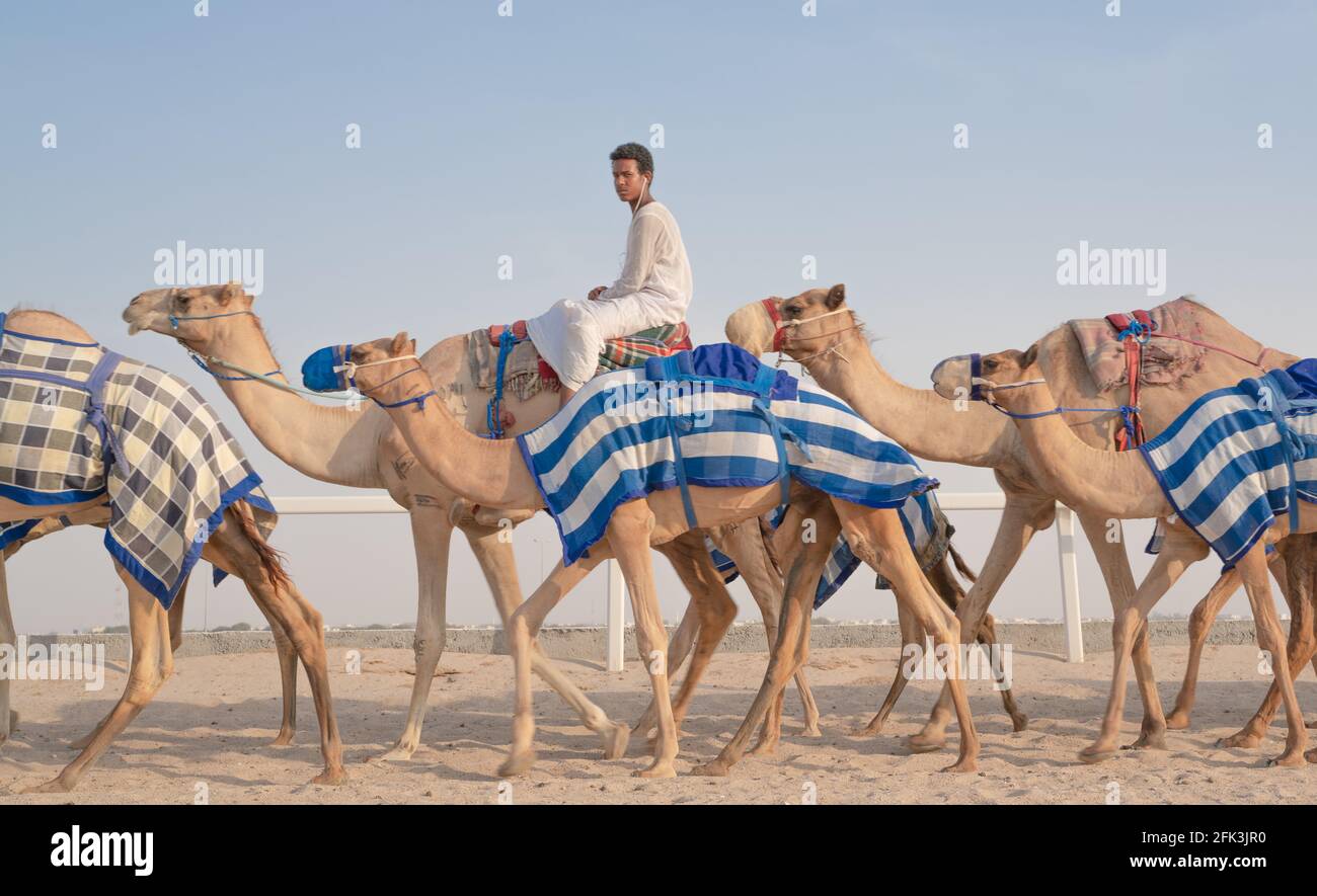 Camel jockey qatar hi-res stock photography and images - Alamy