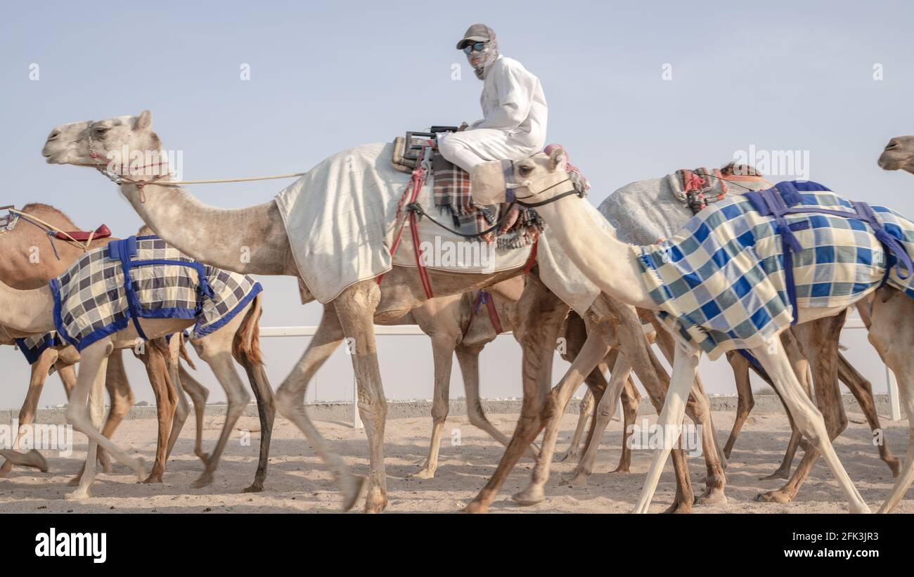 Omani camel race hi-res stock photography and images - Alamy