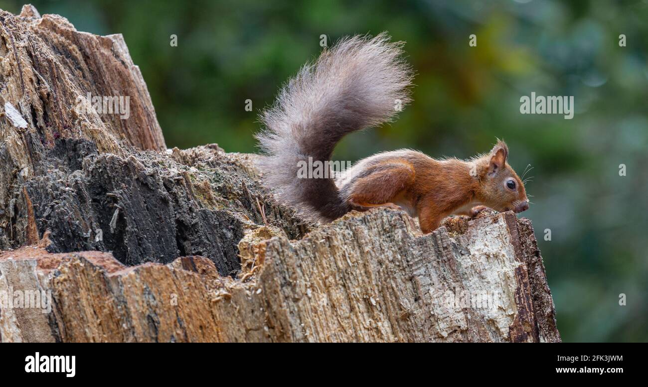 Squirrels Feet High Resolution Stock Photography and Images - Alamy