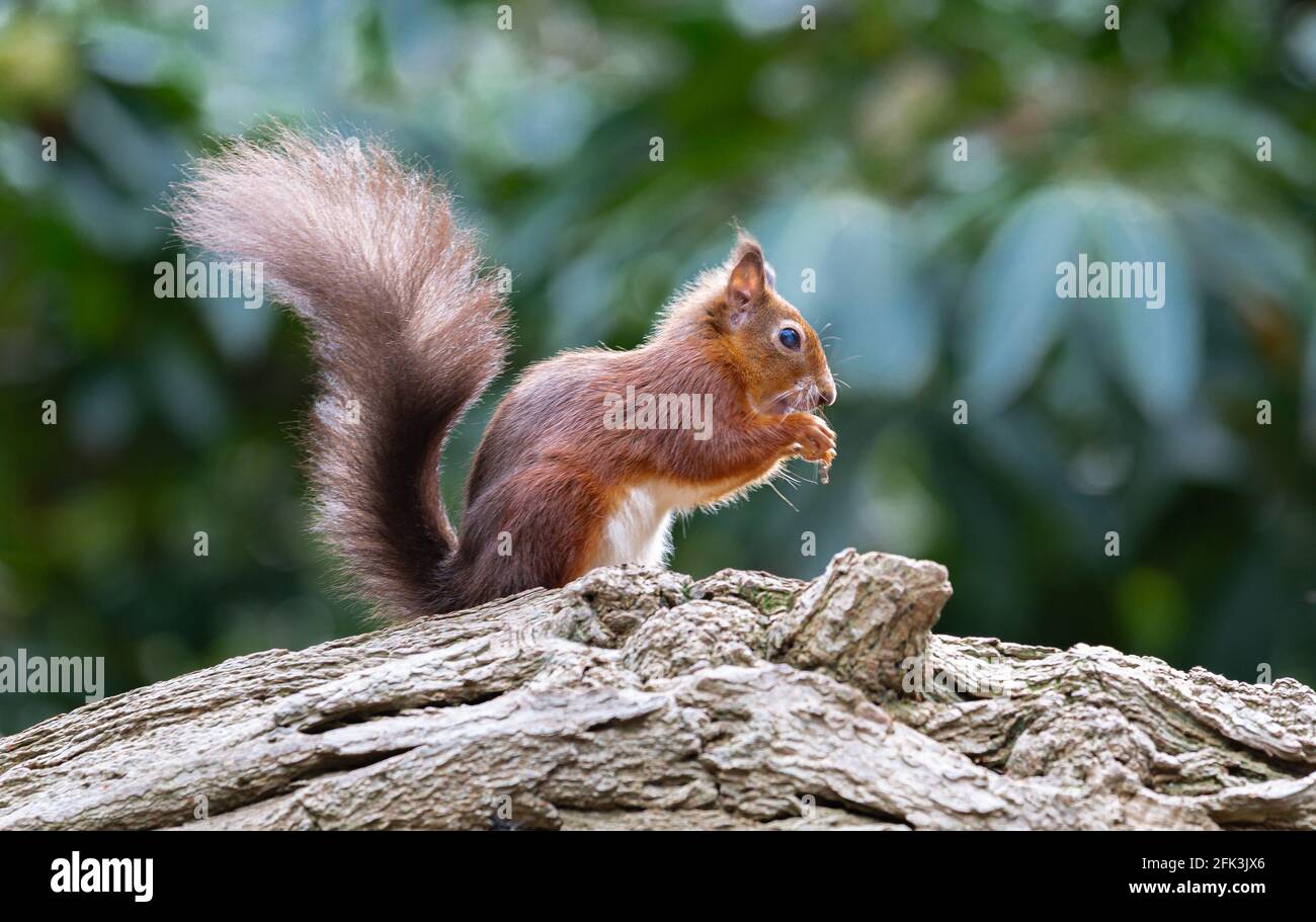 Squirrels Feet High Resolution Stock Photography and Images - Alamy