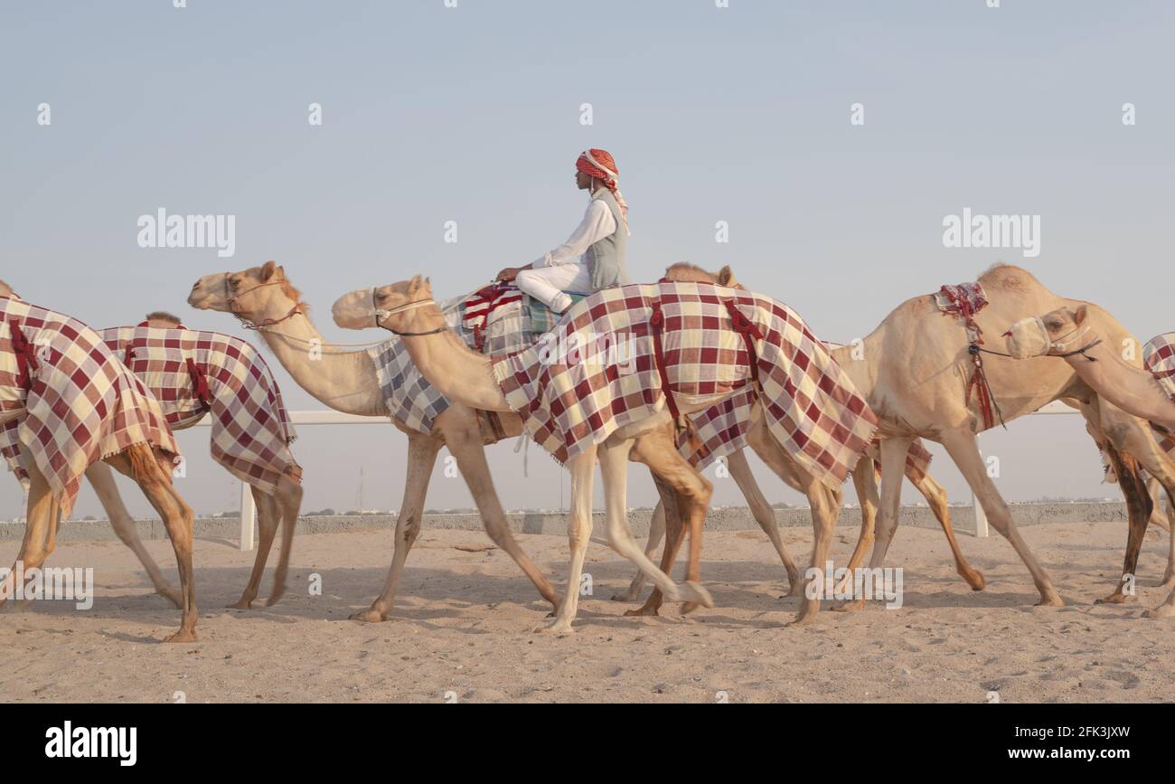 Ash-Shahaniyah, Qatar- November 01 2020 :Jockeys taking the camels for ...