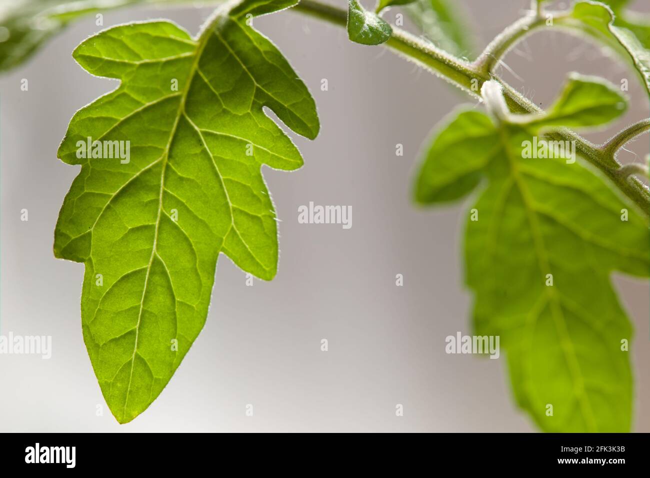 Close-up of tomato plant leaves with sunlight filtering through window ...