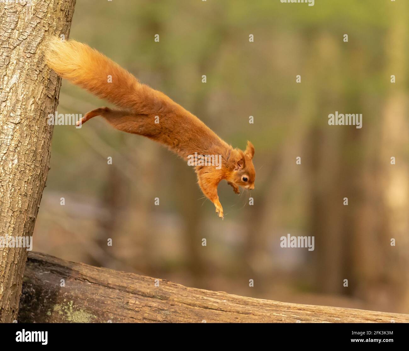 Squirrels Feet High Resolution Stock Photography and Images - Alamy