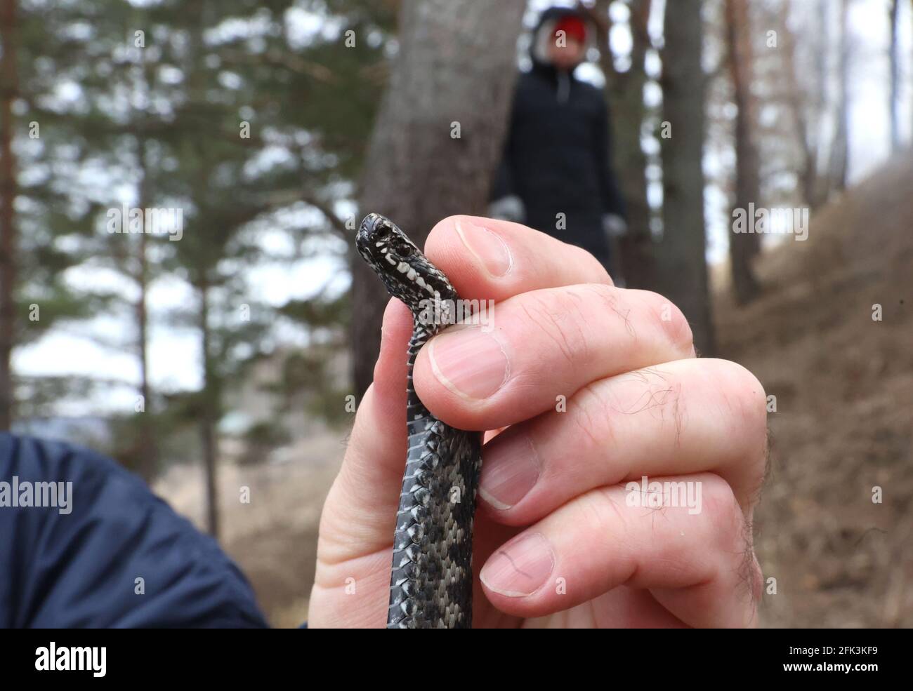 Joint Snake High Resolution Stock Photography and Images - Alamy