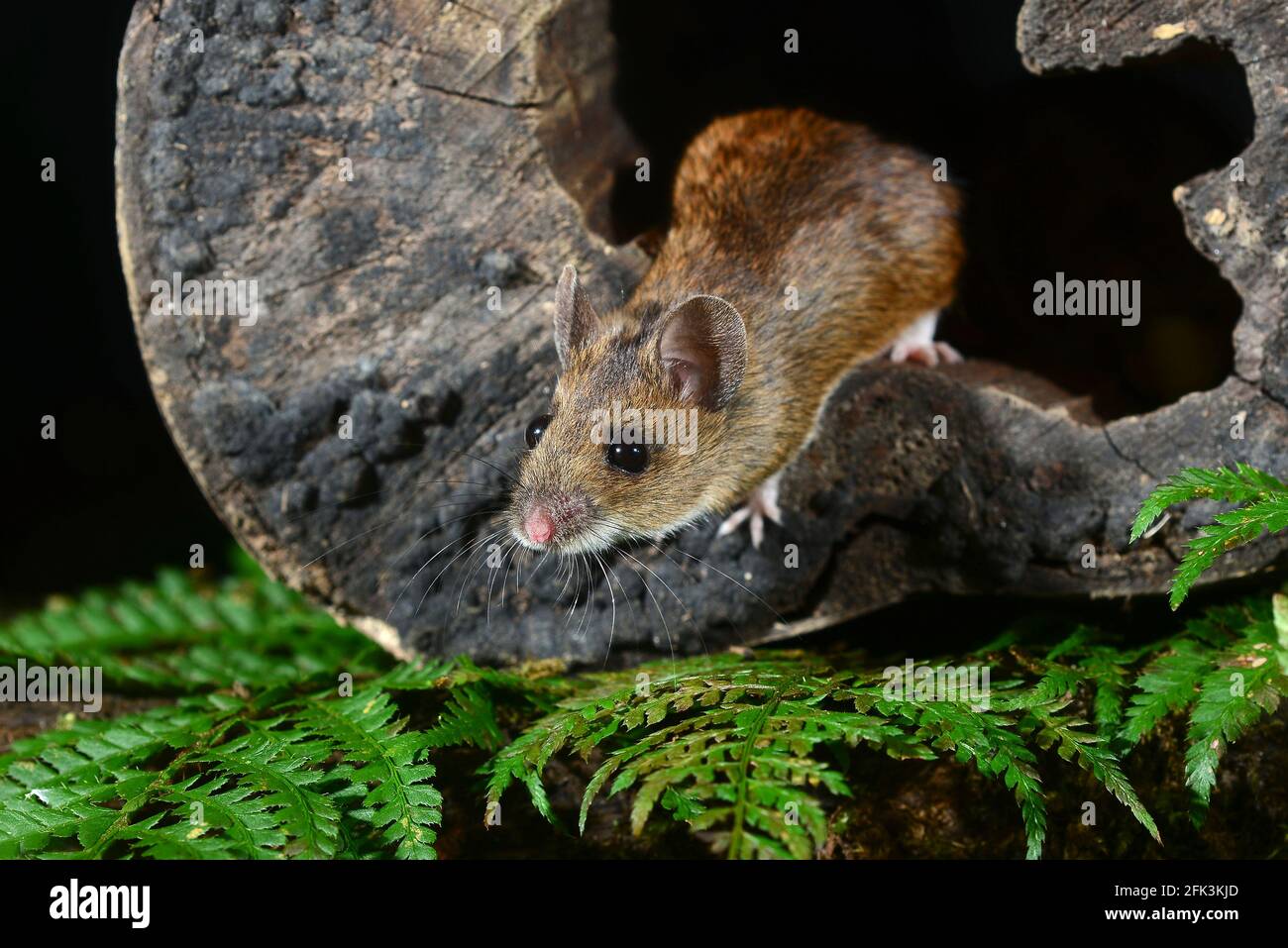 wood mouse apodemus sylvaticus Stock Photo - Alamy