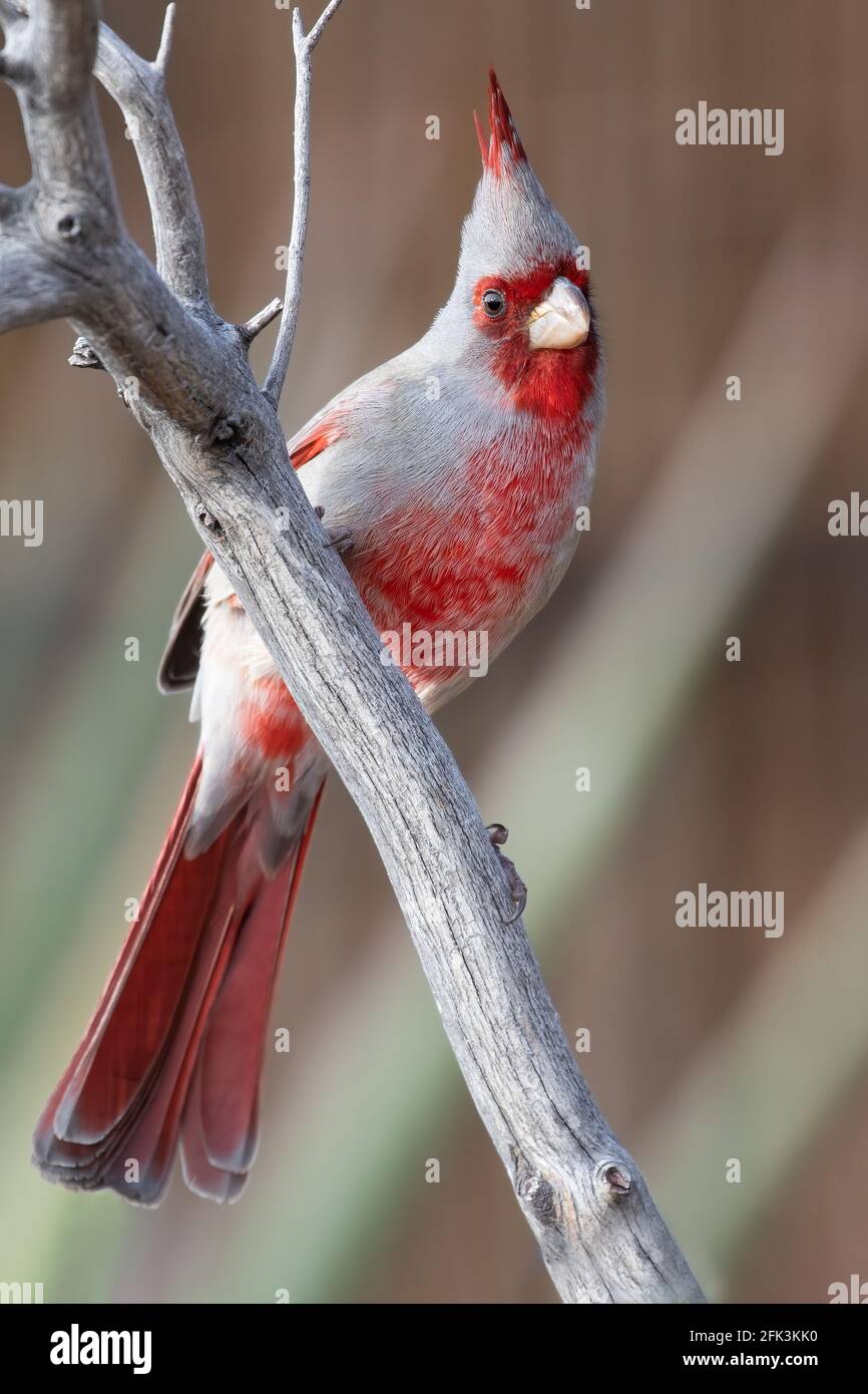 Desert cardinal hi-res stock photography and images - Alamy