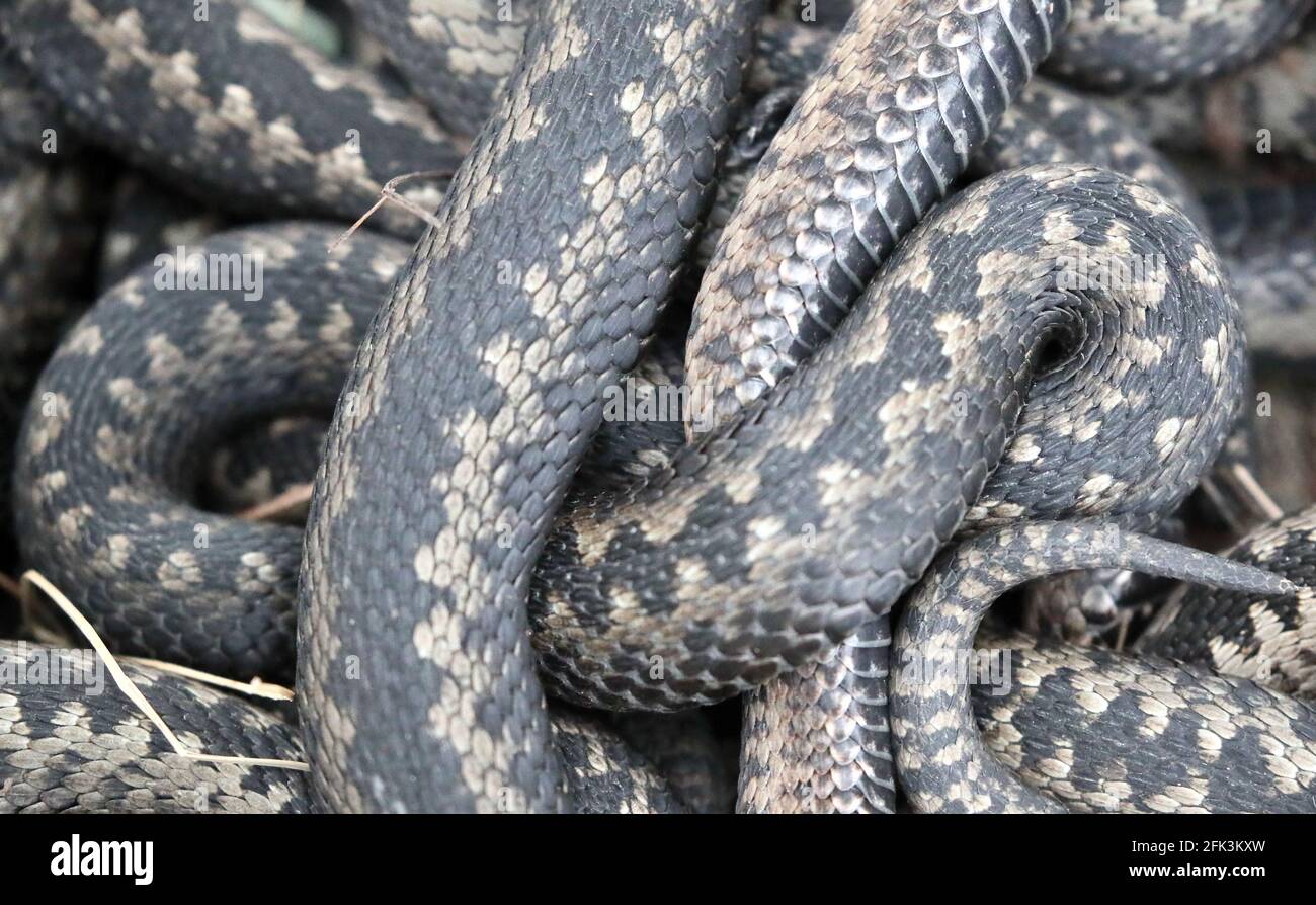 Joint Snake High Resolution Stock Photography and Images - Alamy