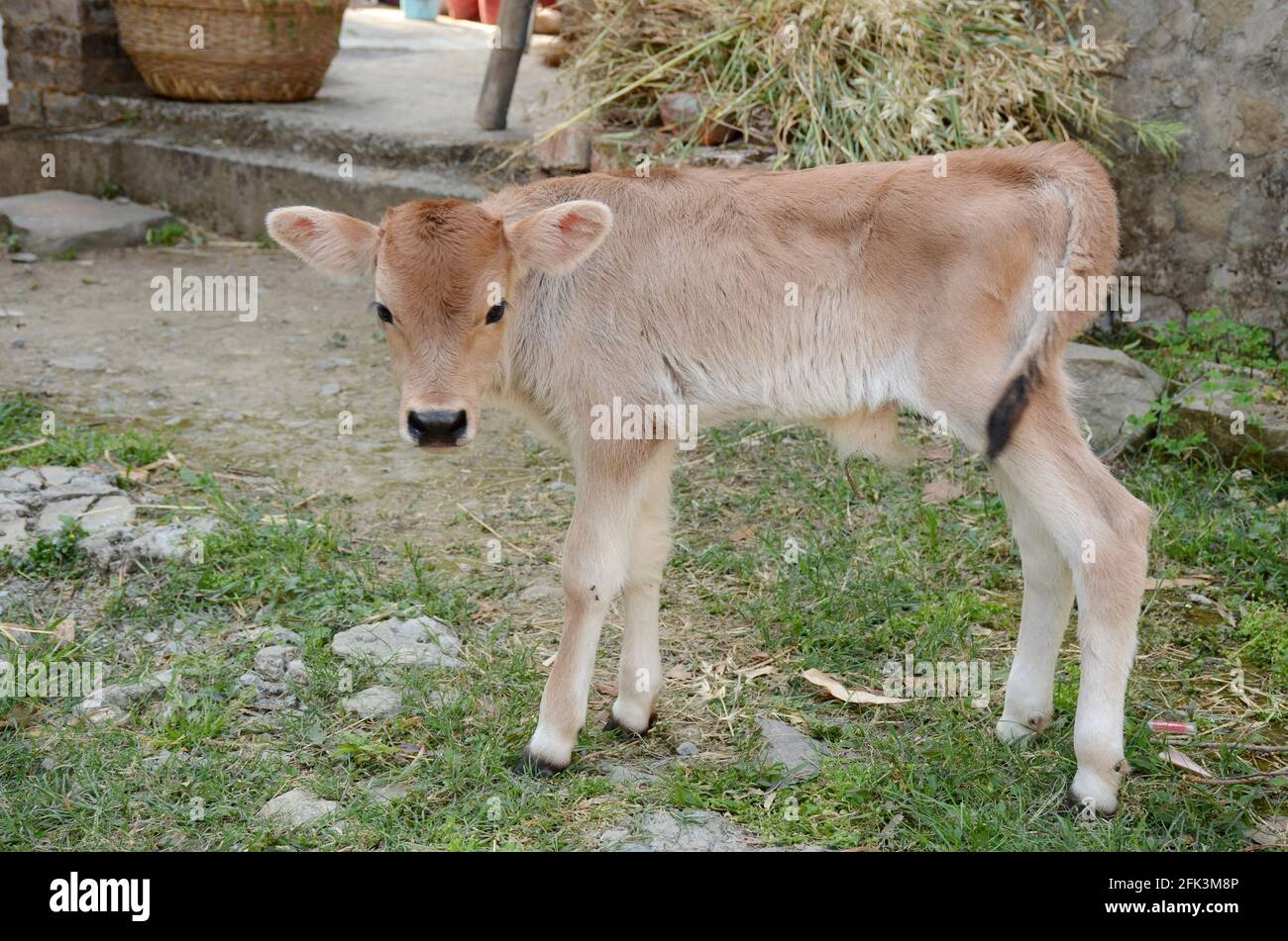 Cream colored cow hi-res stock photography and images - Alamy