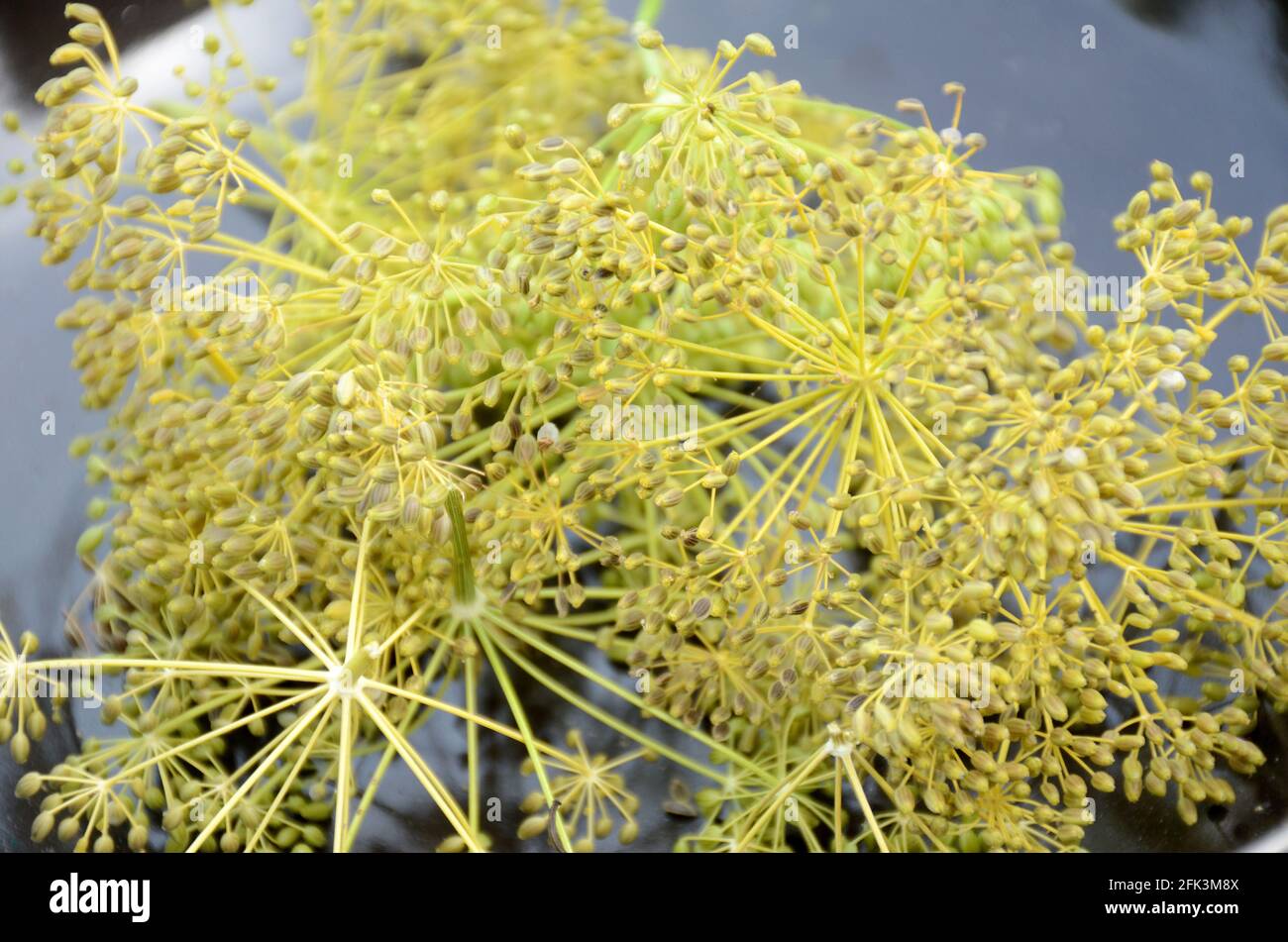 Thapsia hi-res stock photography and images - Alamy