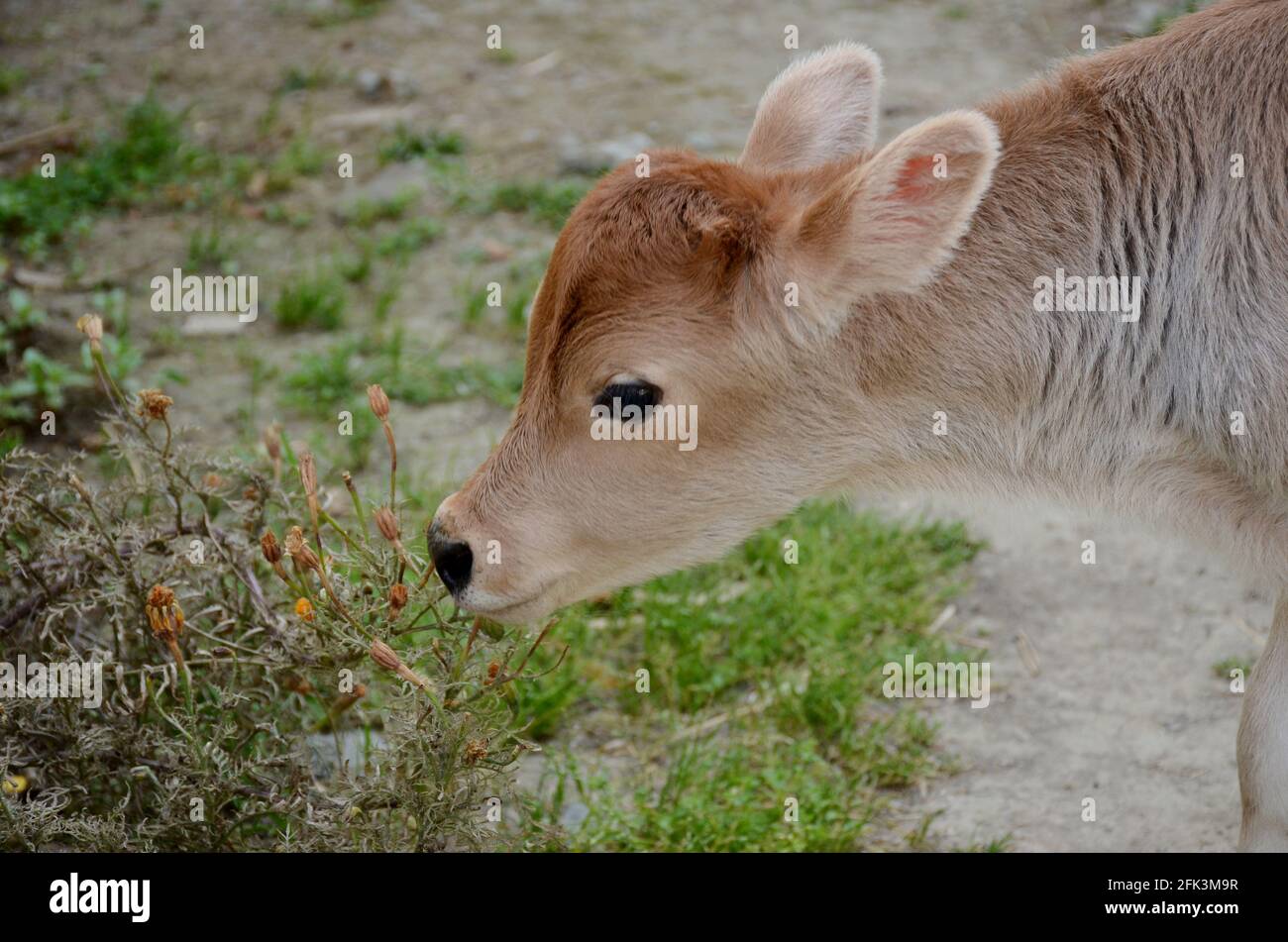 Cream colored calf hi-res stock photography and images - Alamy
