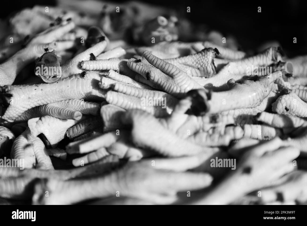 Chicken claws in very dirty and unhygienic chicken shop in butchery ...