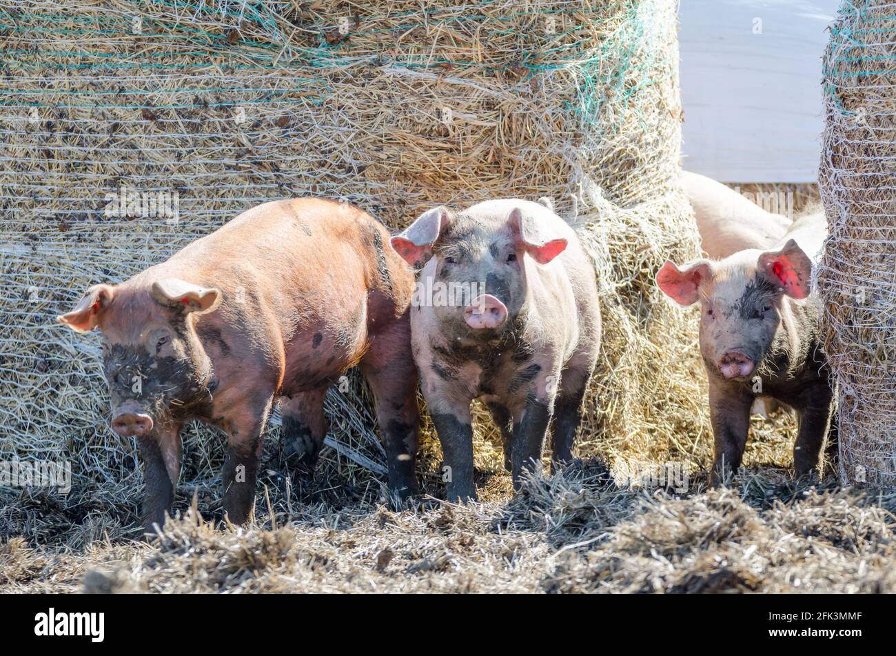 Rural farm with funny dirty pigs walking Stock Photo - Alamy