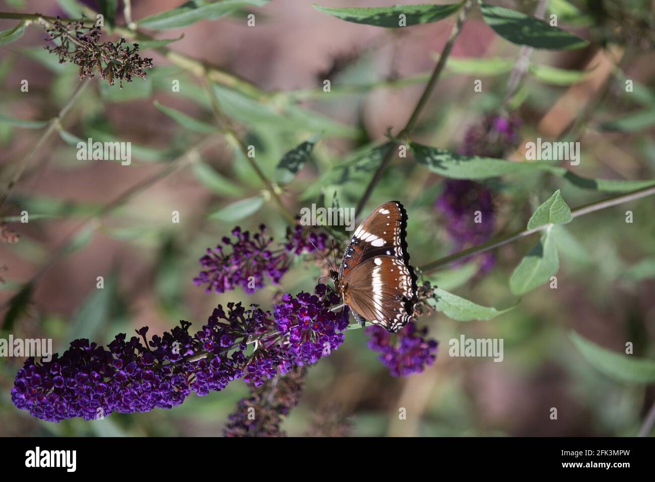 Buddleia Sp High Resolution Stock Photography and Images - Alamy