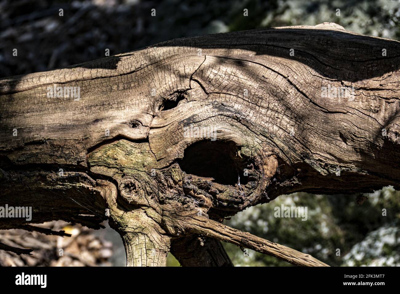 Old grown hi-res stock photography and images - Alamy