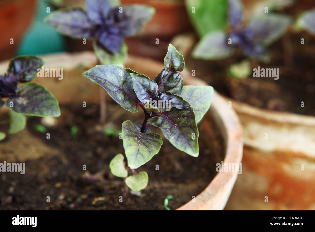 Dark Opal Basil (Purpurascens, Ocimum basilicum, Sweet Basil) seedlings ...