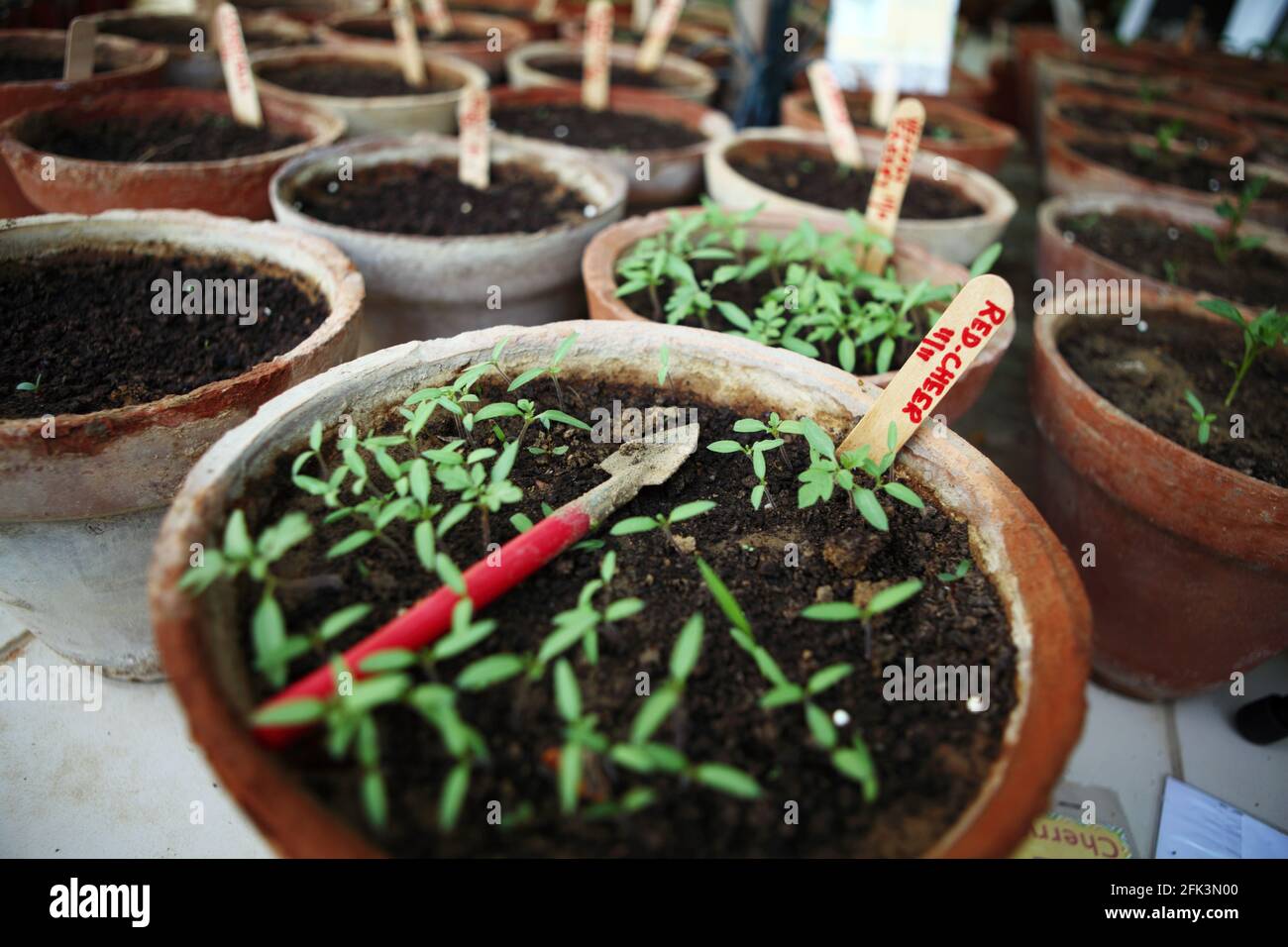 Red Cherry seedlings are growing in pots in a Terrace garden Stock ...