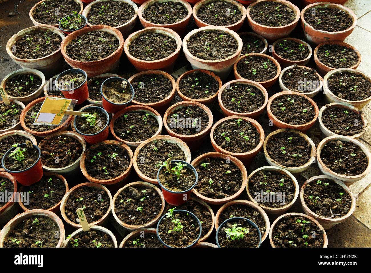Parsley seed planting hi-res stock photography and images - Alamy