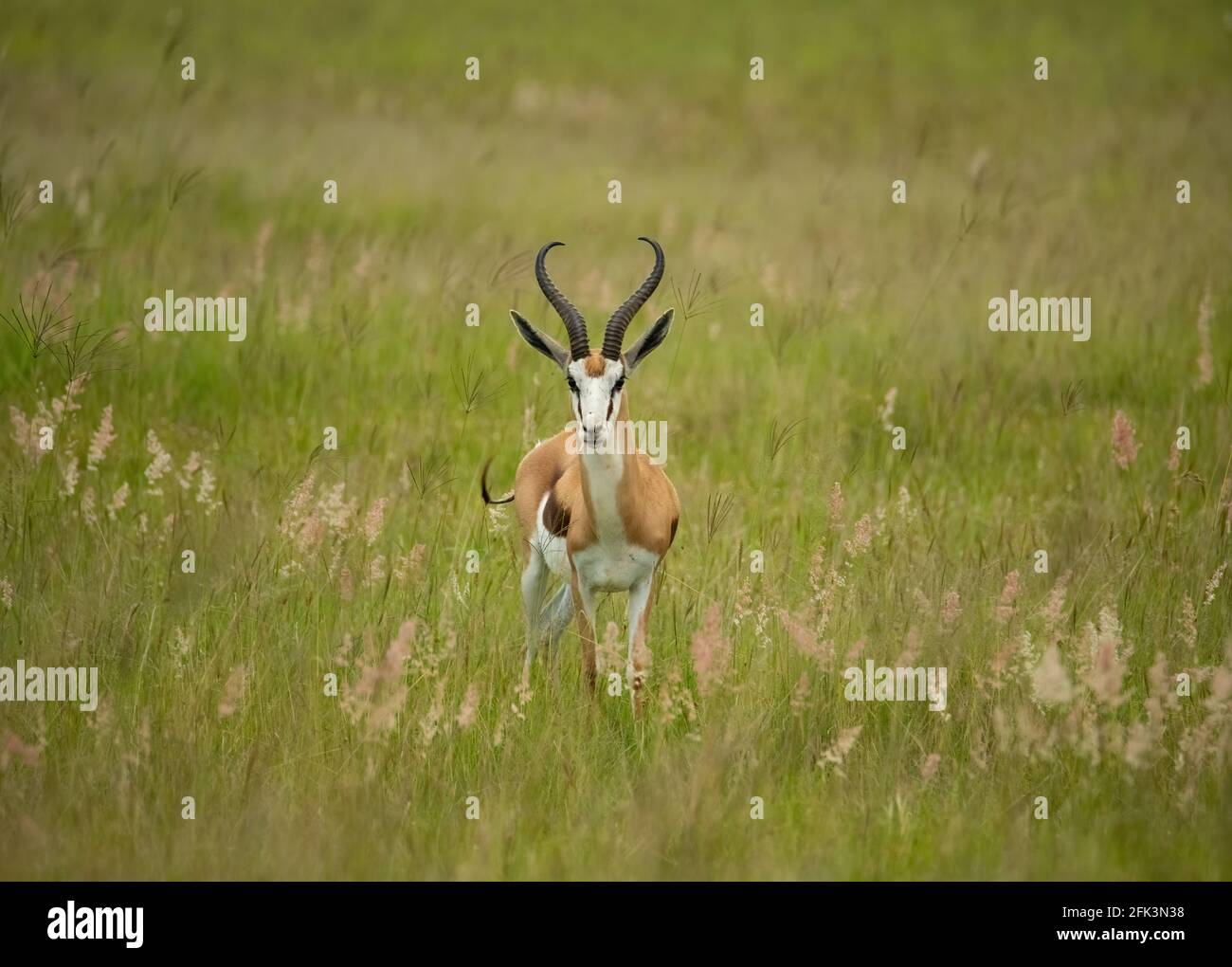 Springbok ram hi-res stock photography and images - Alamy
