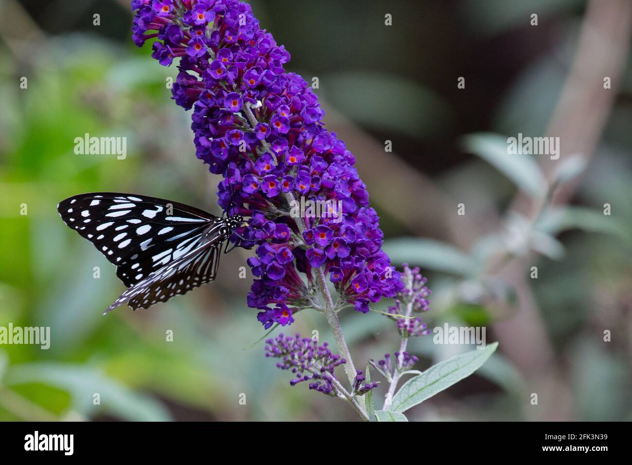 Common australian native flower hi-res stock photography and images - Alamy