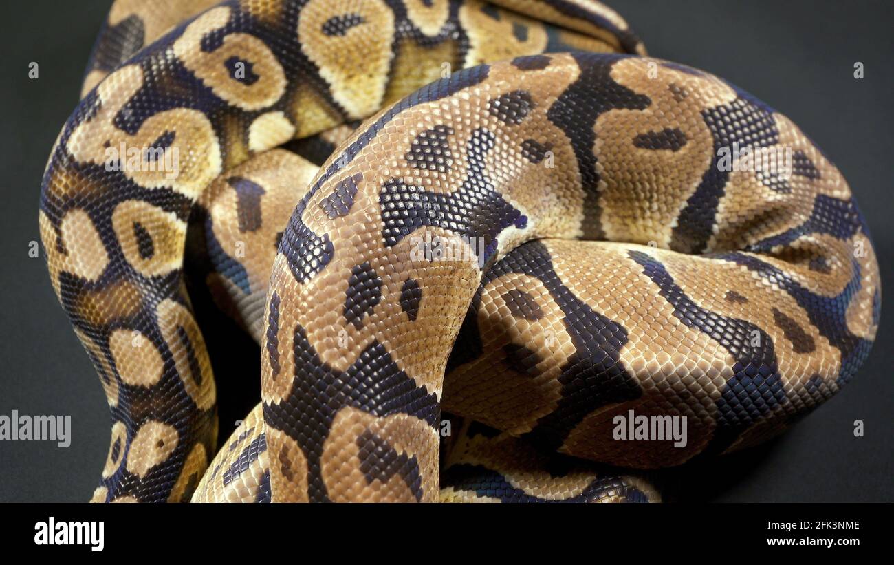 Photo of royal ball python on black texture Stock Photo - Alamy