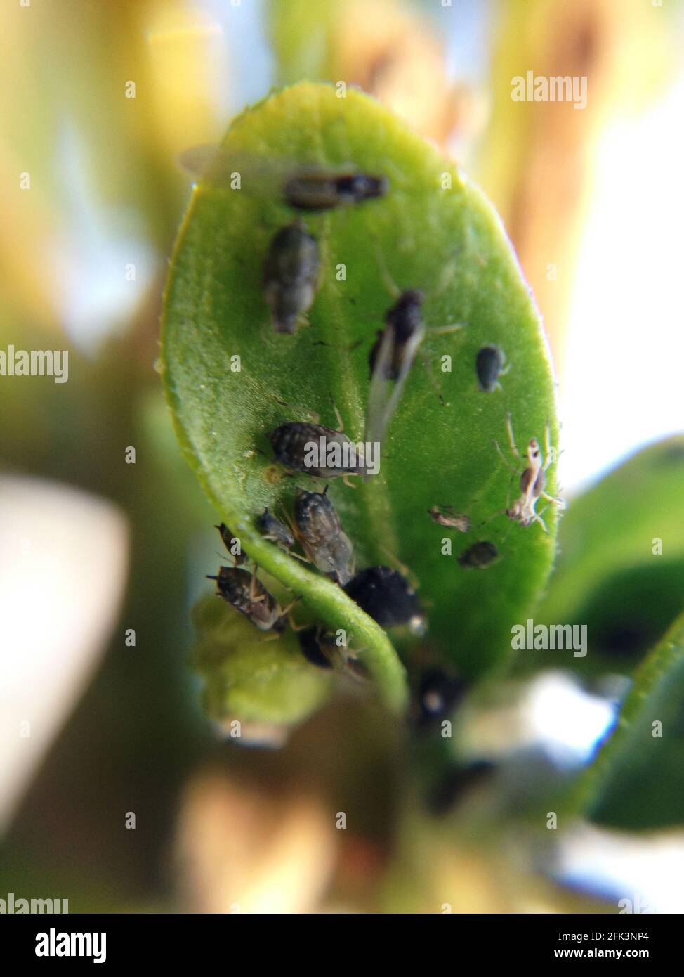 Pepper plants under attack from various pests in kitchen garden Stock ...