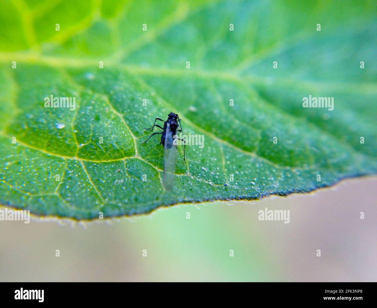 Black fly on a vegetable plant Stock Photo - Alamy