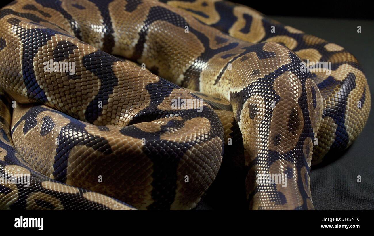 Photo of royal python on dark background Stock Photo - Alamy