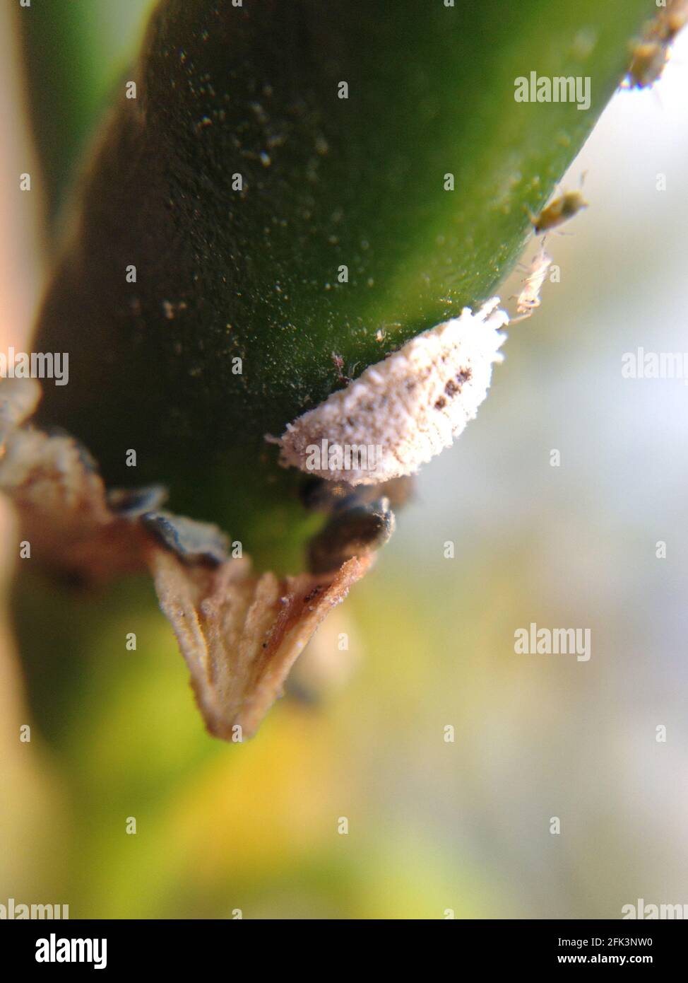 Pepper plants under attack from various pests in kitchen garden Stock ...