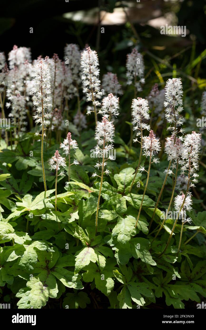 Tiarella 'Spring Symphony', Kana Garden, Hiratsuka City, Kanagawa ...
