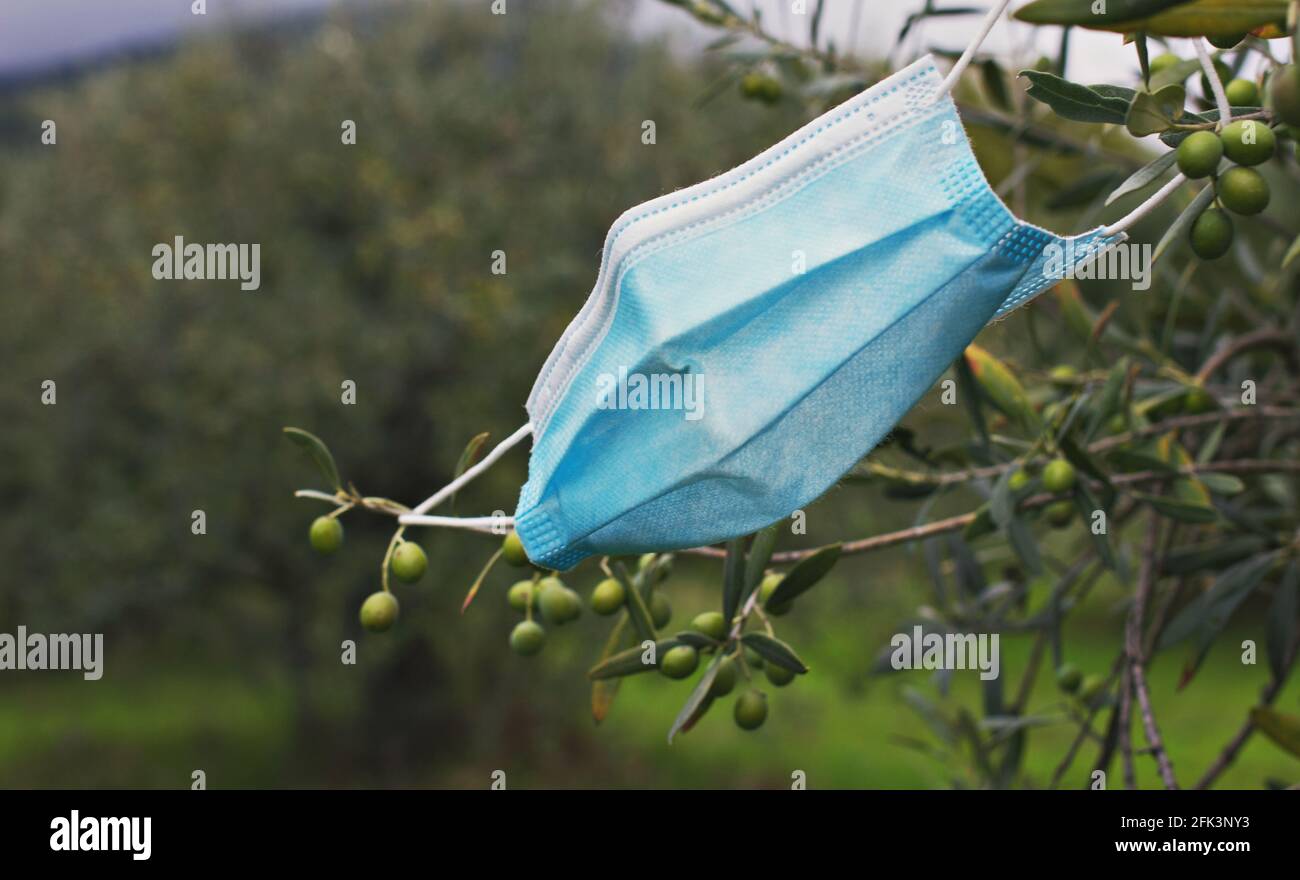 Olive tree disease hi-res stock photography and images - Alamy