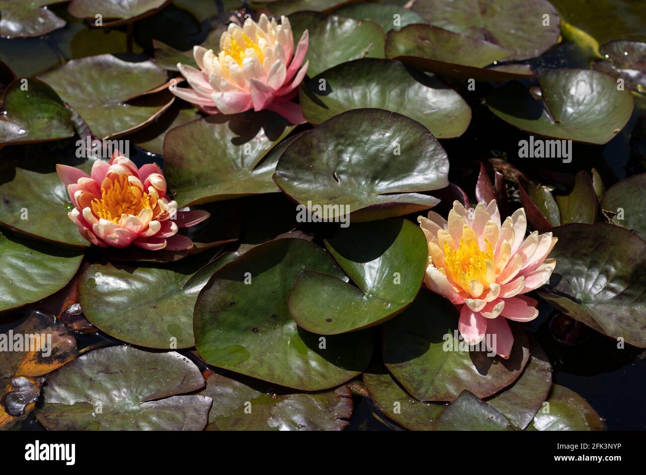 Kana flower hi-res stock photography and images - Alamy