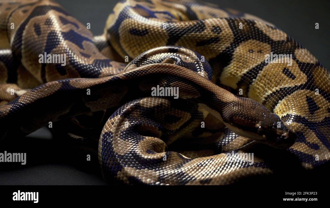Constrictor background hi-res stock photography and images - Alamy