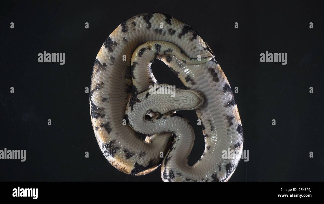 Royal phyton hi-res stock photography and images - Alamy